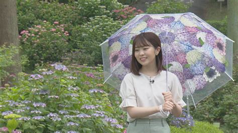 雨でも楽しめる三原三景園花まつりで雨空に咲くアジサイの傘