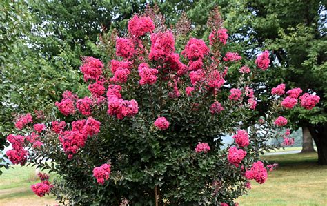 Our Pretty Crepe Myrtle Bush My Journey By Doris High