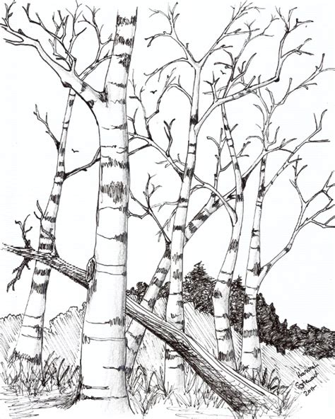 Birch Trees Drawing By TheEmberRaven