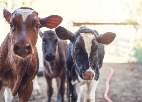 What Is Bob Veal — American Veal Association
