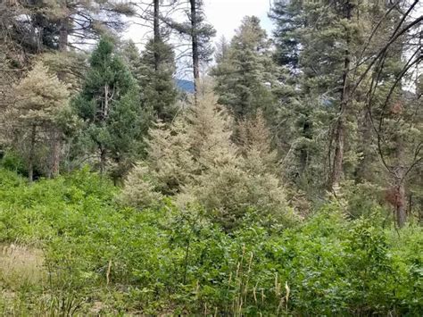 Striking Insect Outbreaks In Taos County Are Natural Environment