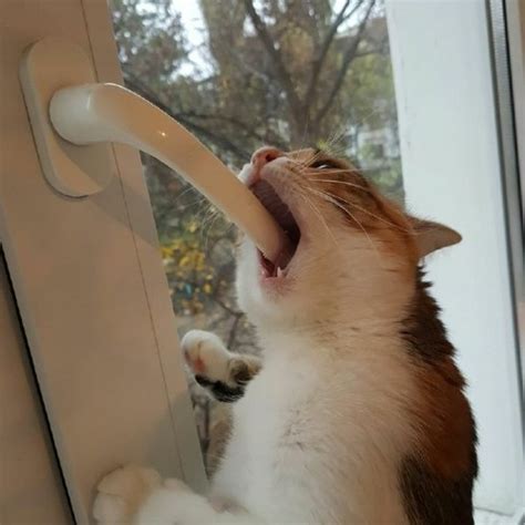 Stream Xxxtentacion Brat Bug Sample By Nexus Fucknexus Listen Online For Free On Soundcloud