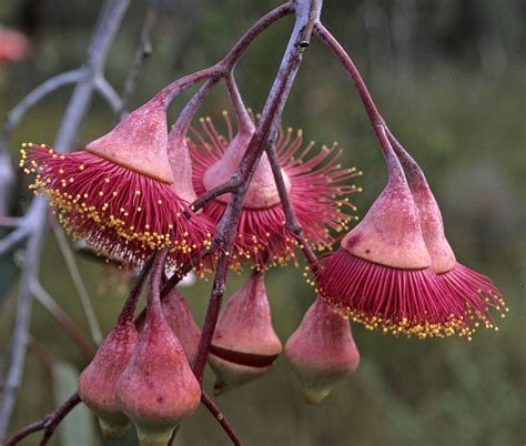 Eucalyptus Flowers Google Search Australian Flowers Australian Native Flowers Unusual Flowers
