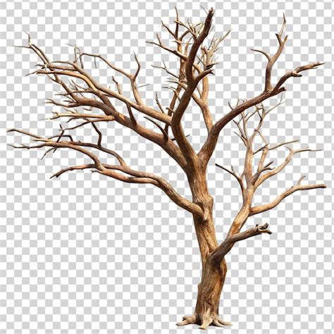 Premium PSD Dry Tree Branch Isolated On Transparent Background