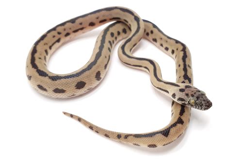 M22 093 Male Comino Stripe Mac Colourful Critters