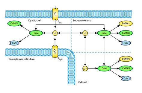 Calmodulin Mediates Differential Sensitivity Of Camkii And Calcineurin To Local Ca2 In Cardiac