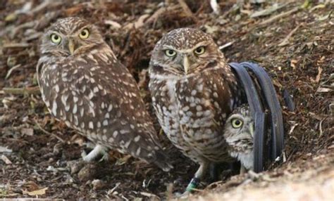 10 Facts About Burrowing Owls Fact File
