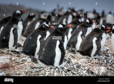 Gentoo Penguin Colonies During Breeding Season In Antarctica Stock