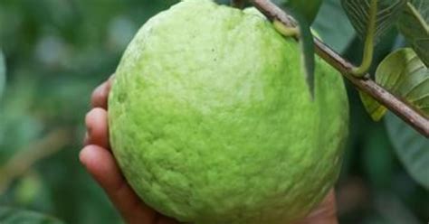 Pemba Island Chake Chake And Spice Farm Tour Getyourguide