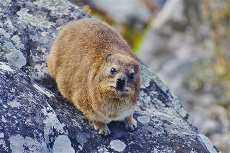 Rock Hyrax Procavia Capensis Kruger National Park South … Flickr
