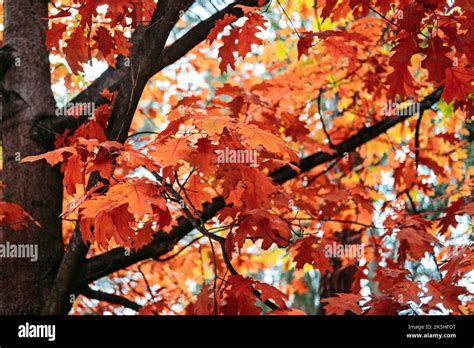 Beautiful Trees That Turn Red In Autumn Red Oak Quercus Rubra Tree