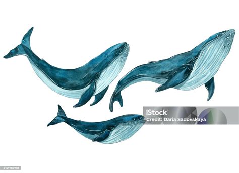 흰색 배경에 세 마리의 푸른 고래의 수채화 그림입니다 패브릭 디자인 포장지 인쇄 엽서 로고 명함 웹 디자인 어린이 용품 벽지에 적합 고래에 대한 스톡 벡터 아트 및 기타