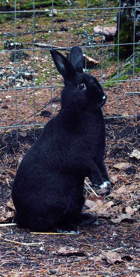 The Black Rabbit by Nyctra on DeviantArt