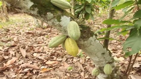 Cocobod Research Reveals Widespread Destruction Of Cocoa Farms Due To