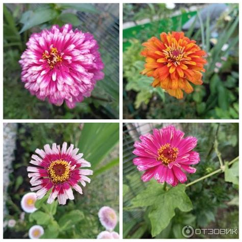 Отзыв о Семена Гавриш Циния Карусель Сказочно красивый цветок