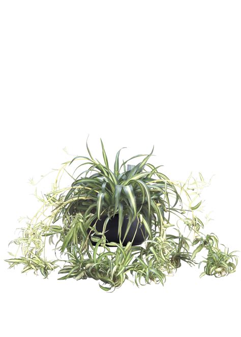 Spider Plant Phillips Interior Plants And Displays