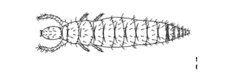 Insect Classification Midterm Flashcards Quizlet