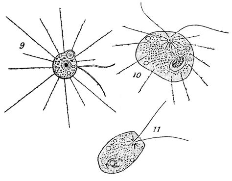 67 Protista Biology Images Picryl Public Domain Media Search Engine