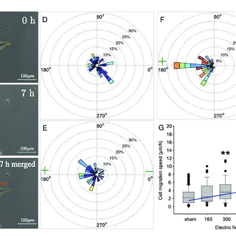 Computational Model For Osteoblast Cell Migration In An External Dc
