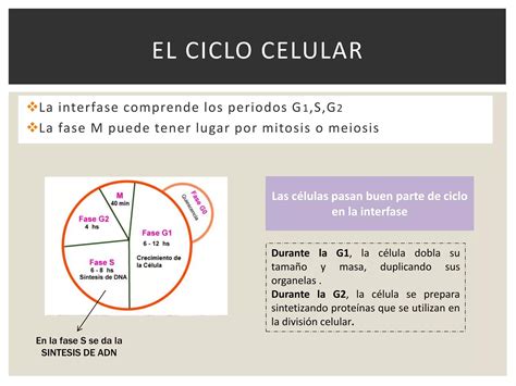 Ciclo Celular Pptx