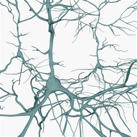 Pyramidal Neurons Model Turbosquid 1196142
