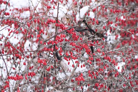 Free Images Tree Nature Branch Blossom Snow Winter Leaf Flower