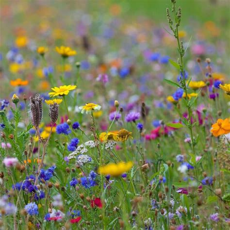 Semences Osc Mélange Spécial Pour Papillons Fleurs Sauvages Annuelles Vivaces Et