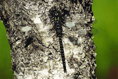 Aeshna Subarctica Mâle Marqué Au Bois Des Lattes Photo Sébastien