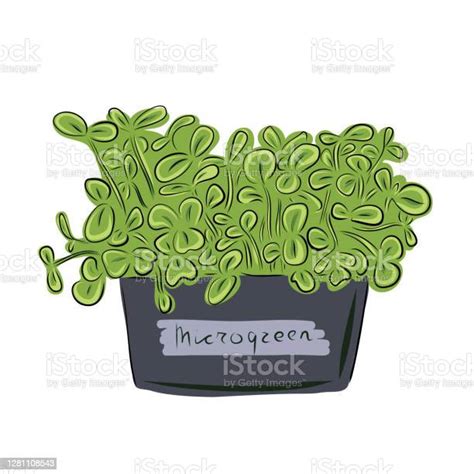 신선한 젊은 콩나물 다양한 식물 마이크로 그린 샌드위치 마이크로 그린 건강 식품 채식 음식 포장 설계를위한 스탬프 벡터 일러스트레이션 0명에 대한 스톡 벡터 아트 및 기타