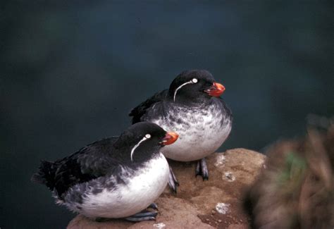 Free Picture Up Close Portraits Parakeet Auklet Birds Aethia