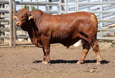 Lot 30 Medway 258 PH Donaldson Family Sale