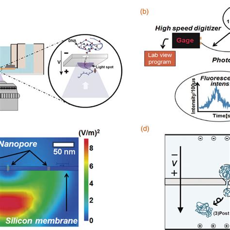 Diagram Of Experimental Setup And Dna Translocation Through A Nanopore Download Scientific
