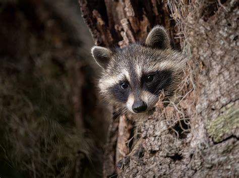 Raccoon Exclusion Techniques By Wildlife Pro Oakville Expertise