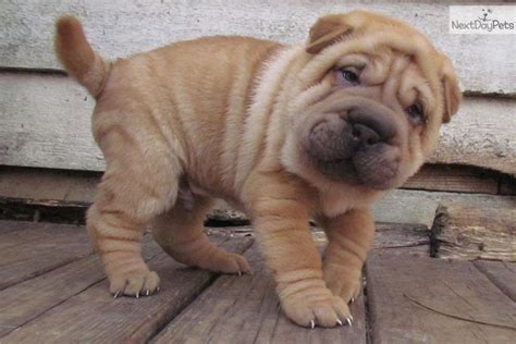 Pictures Of Shar Peis Pupherd