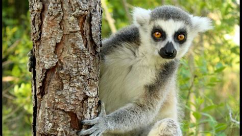 Exploring The Lemur Conservation Foundation Lemur Conservation