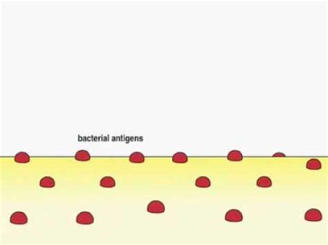 C Convertase Immunology YouTube