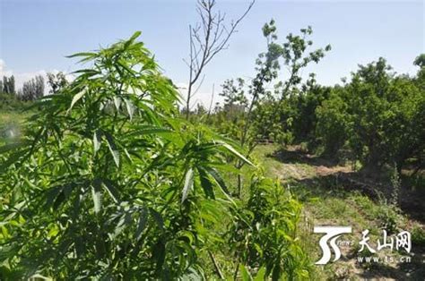 大麻植物图片 随意云