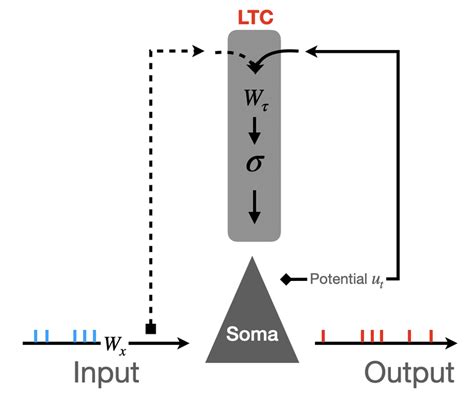 Circuit Of Liquid Time Constant Spiking Neuron Download Scientific Diagram