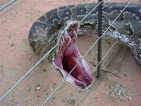 Python In The Fence