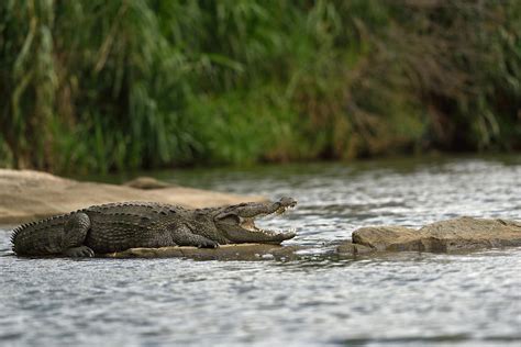 Indian Mugger Crocodile Photograph By Arvind Ramamurthy Fine Art America