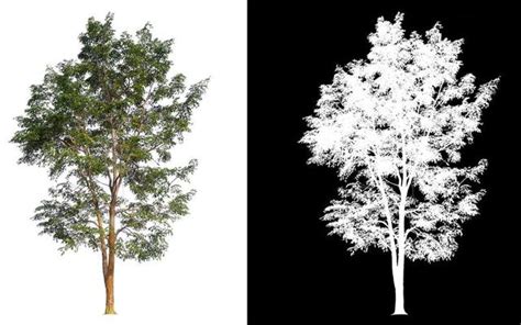 Architectural Tree Elevation Stock Photos Images And Backgrounds For Free Download