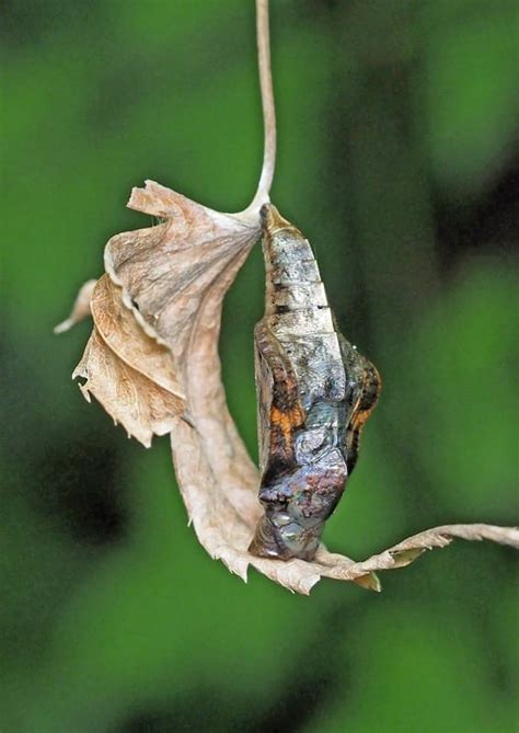 南大沢昆虫便り