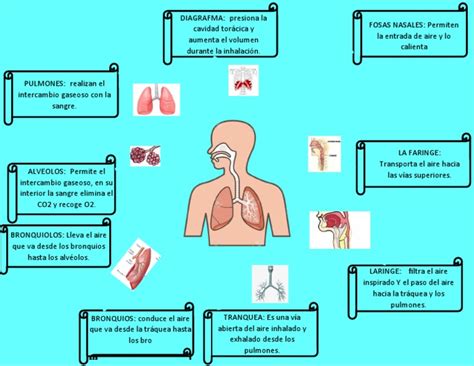 Mapa Conceptual Del Sistema Respiratorio Pdf