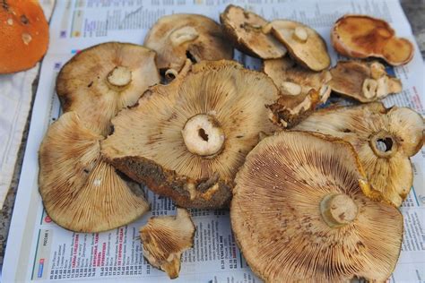 Новосибирцы после дождей в начале августа ждут богатый урожай груздей Kp Ru