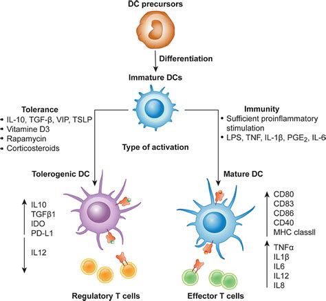 Immature Dendritic Cells