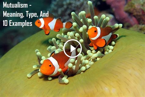 Mutualism Meaning Type And 10 Examples Example Ng