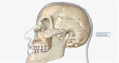 Stylomastoid Foramen Foramen Ovale Skull Radiology Reference