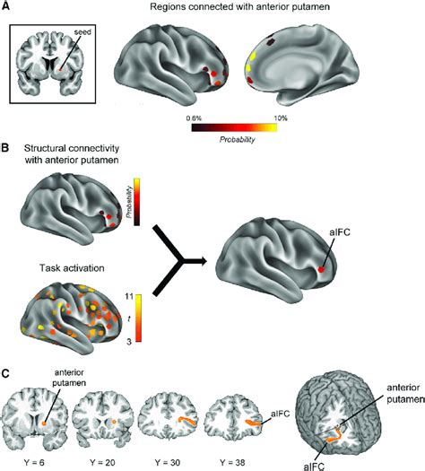 Structural Connectivity Between The Anterior Putamen And Download