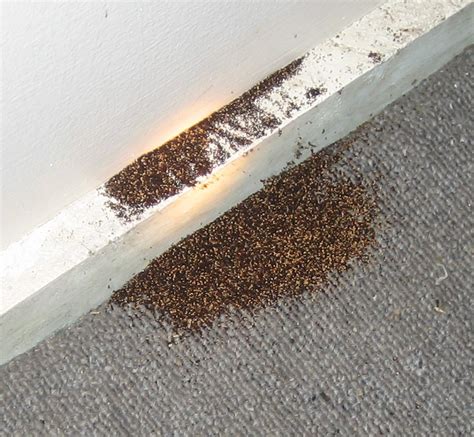 Termite Droppings
