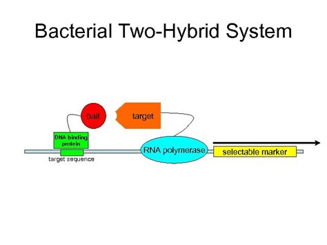 Protein Protein Interaction Screens Bacterial Two Hybrid System Bait